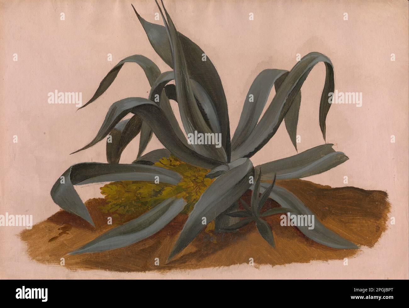 Study of an Agave 1820 by Johan Christian Clausen Dahl Stock Photo - Alamy