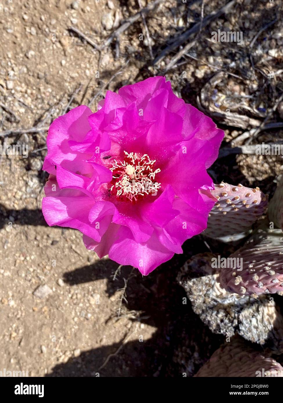 The bright pink flower of Opuntia basilaris, the beavertail cactus ...