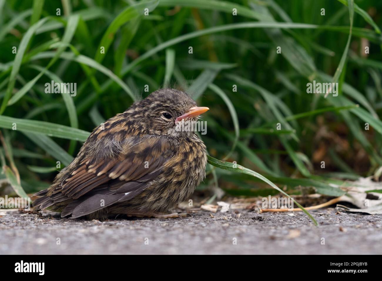 Young songbird chick... Dunnock, not yet fledged chick, helpless ...