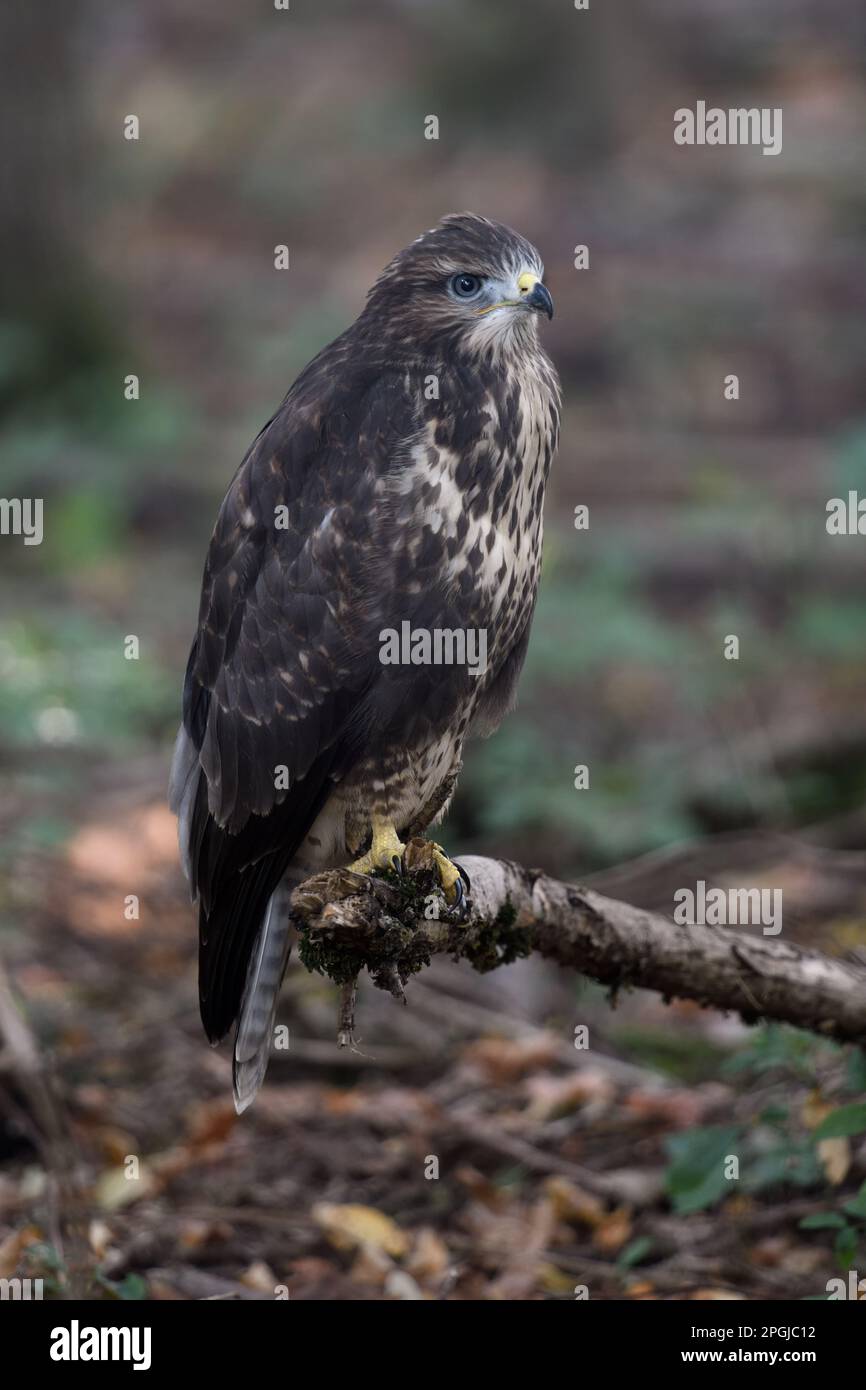 Diesjahrig hi-res stock photography and images - Alamy