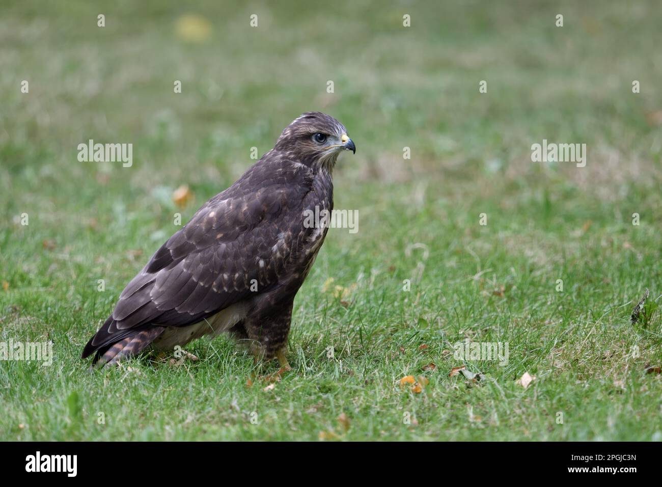 Horizontal bird birds hi-res stock photography and images - Alamy