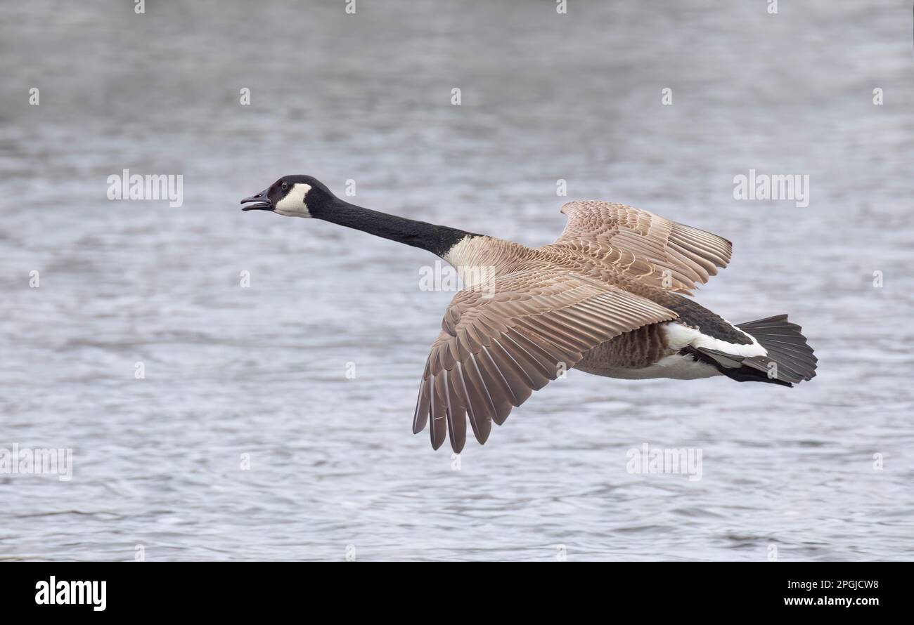 Lone canada goose hi-res stock photography and images - Alamy