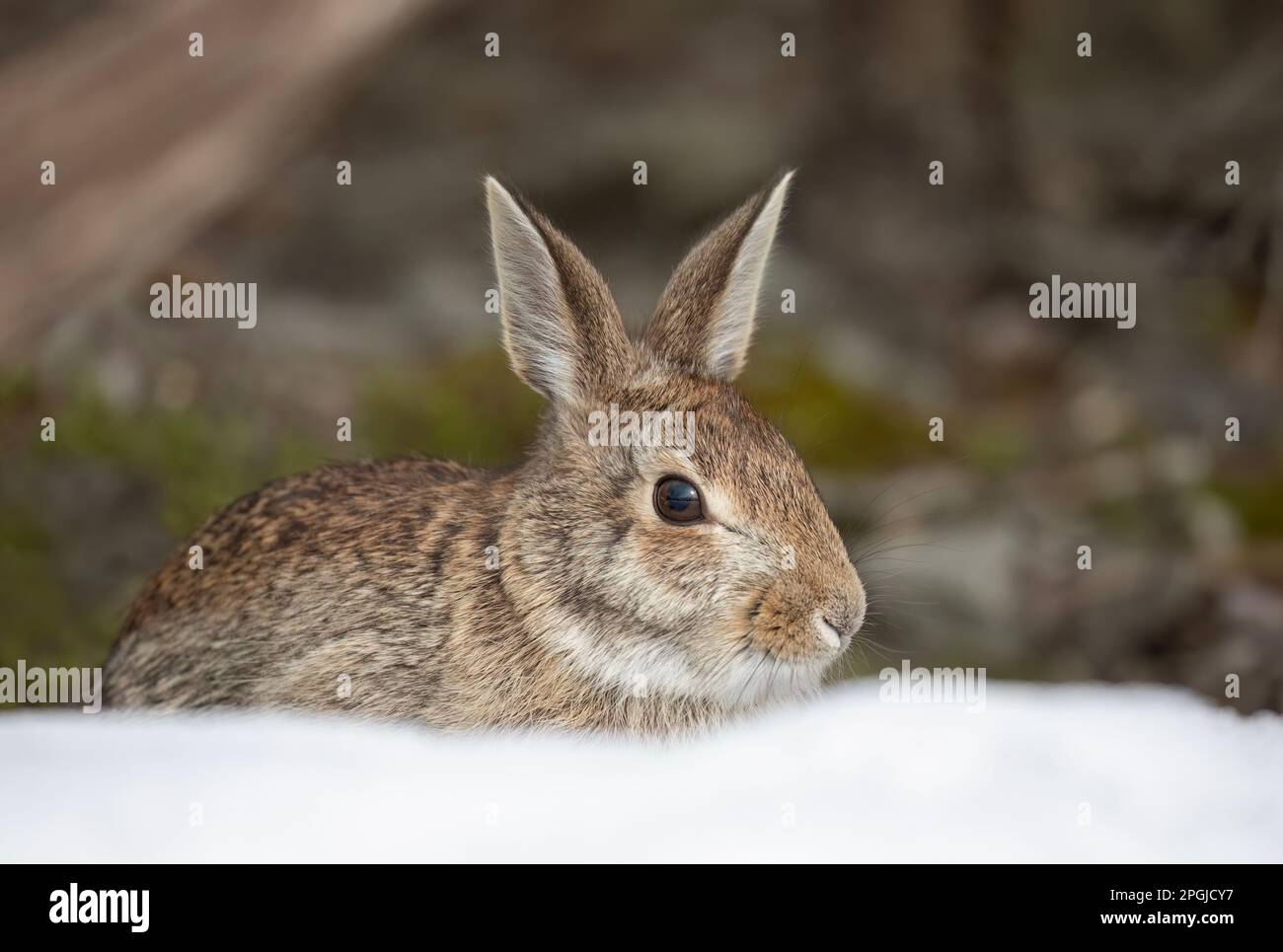 Cottontail in nature hi-res stock photography and images - Alamy