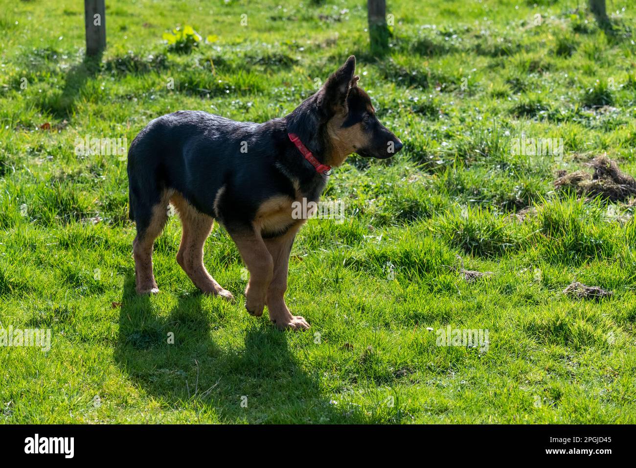 Black and tan german shepherd hi-res stock photography and images - Alamy