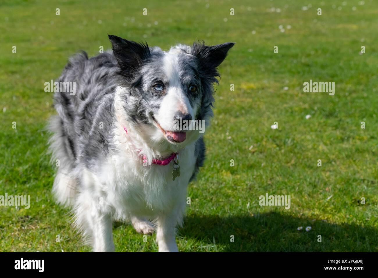 Portrait of an adult Blue Merle Border Collie outdoors in sunshine ...