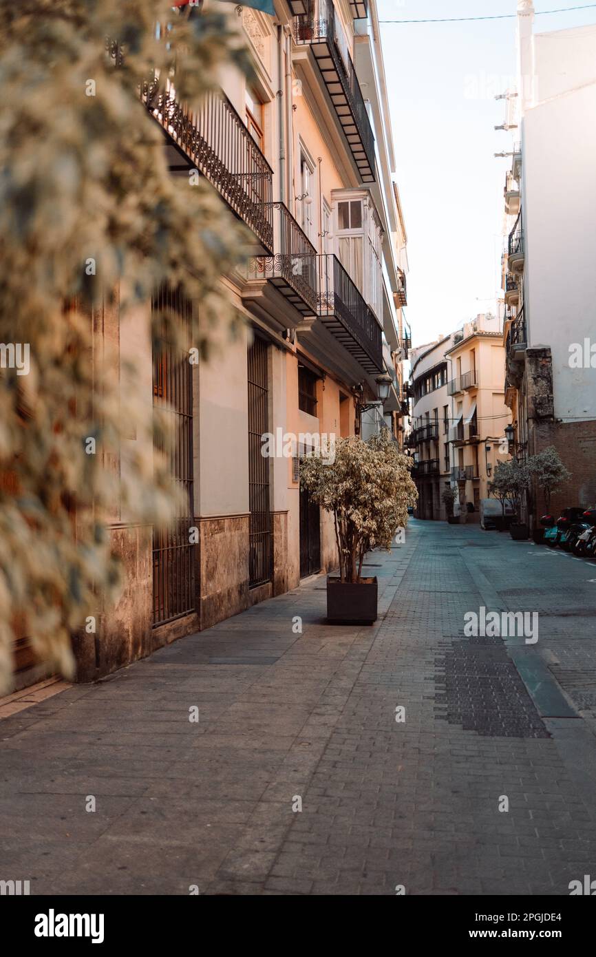 Mini trees in flower pots on a cozy old street in the old town of ...