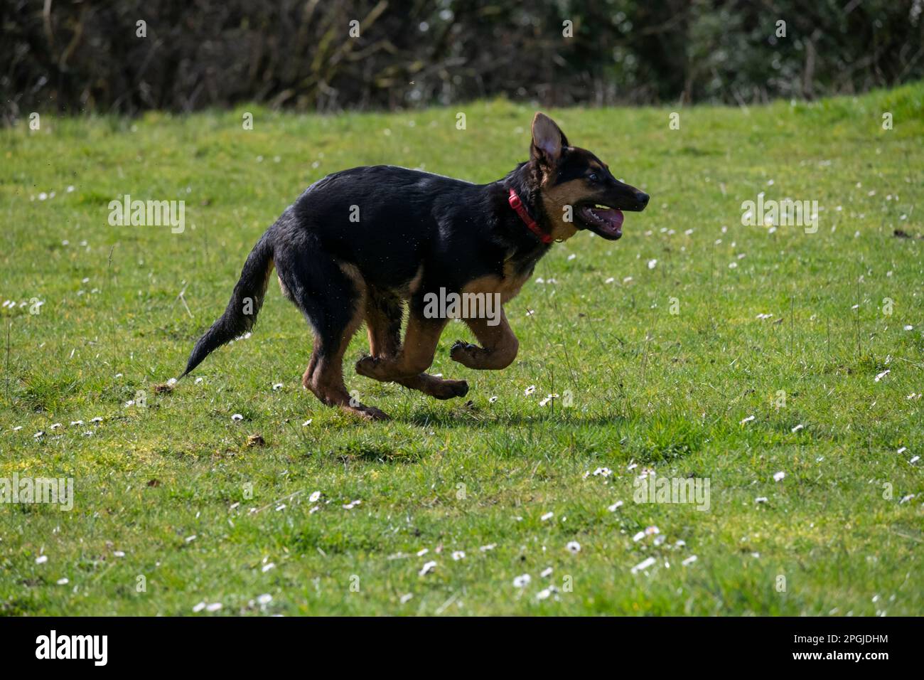 German Shepherd puppy running fast in s field in spring sunshine Stock ...