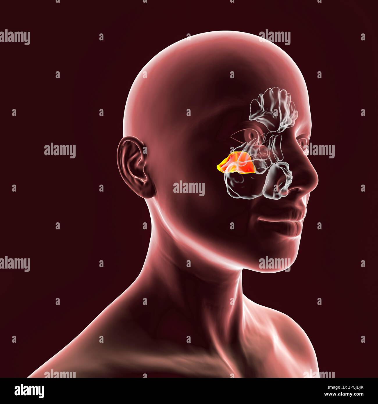 Paranasal sinus hi-res stock photography and images - Alamy