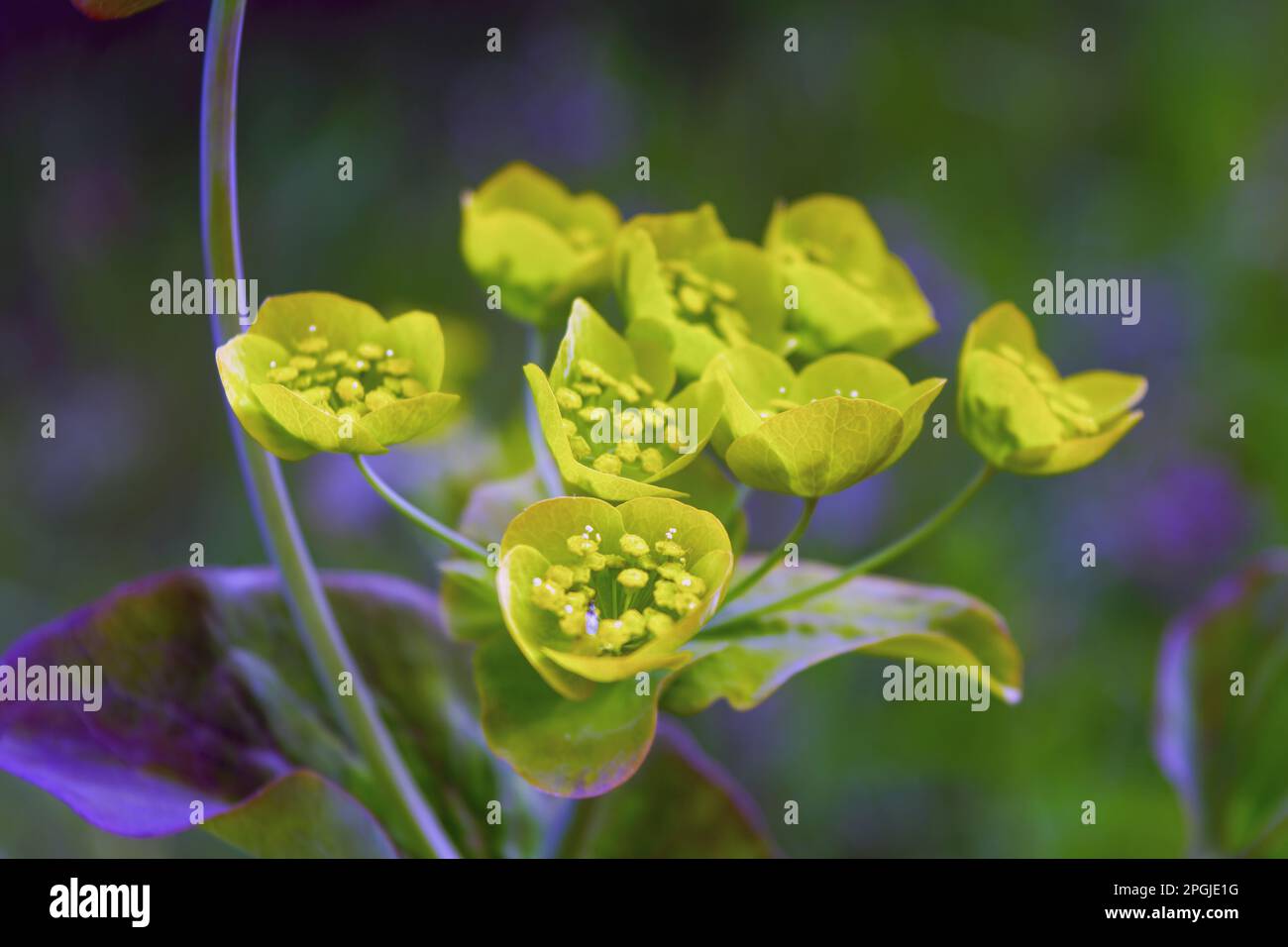 Bupleurum aureum hi-res stock photography and images - Alamy