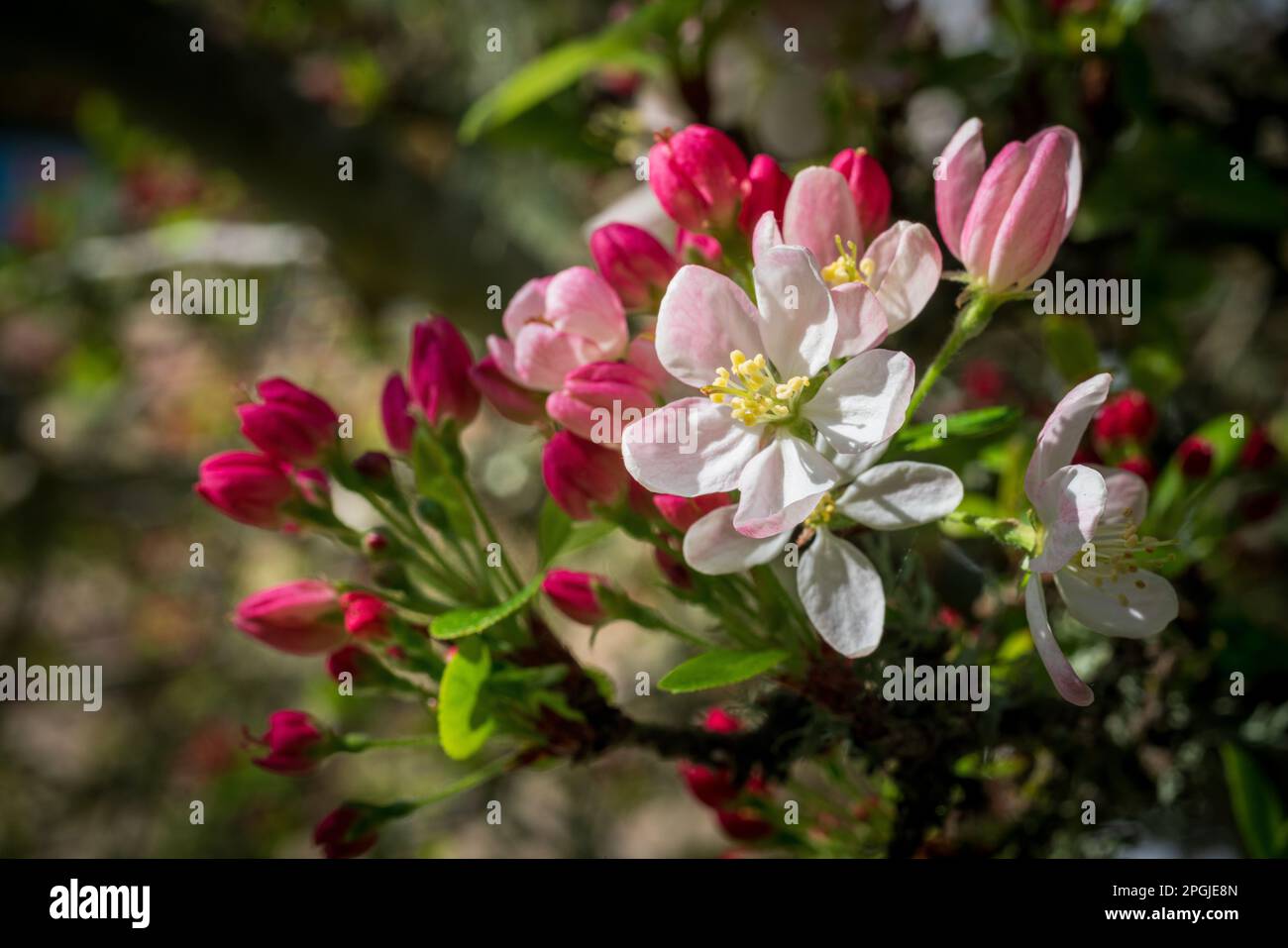 Spring in pacific grove hi-res stock photography and images - Alamy