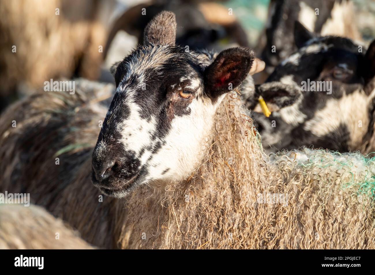 Portrait blackface ram horns hi-res stock photography and images - Alamy