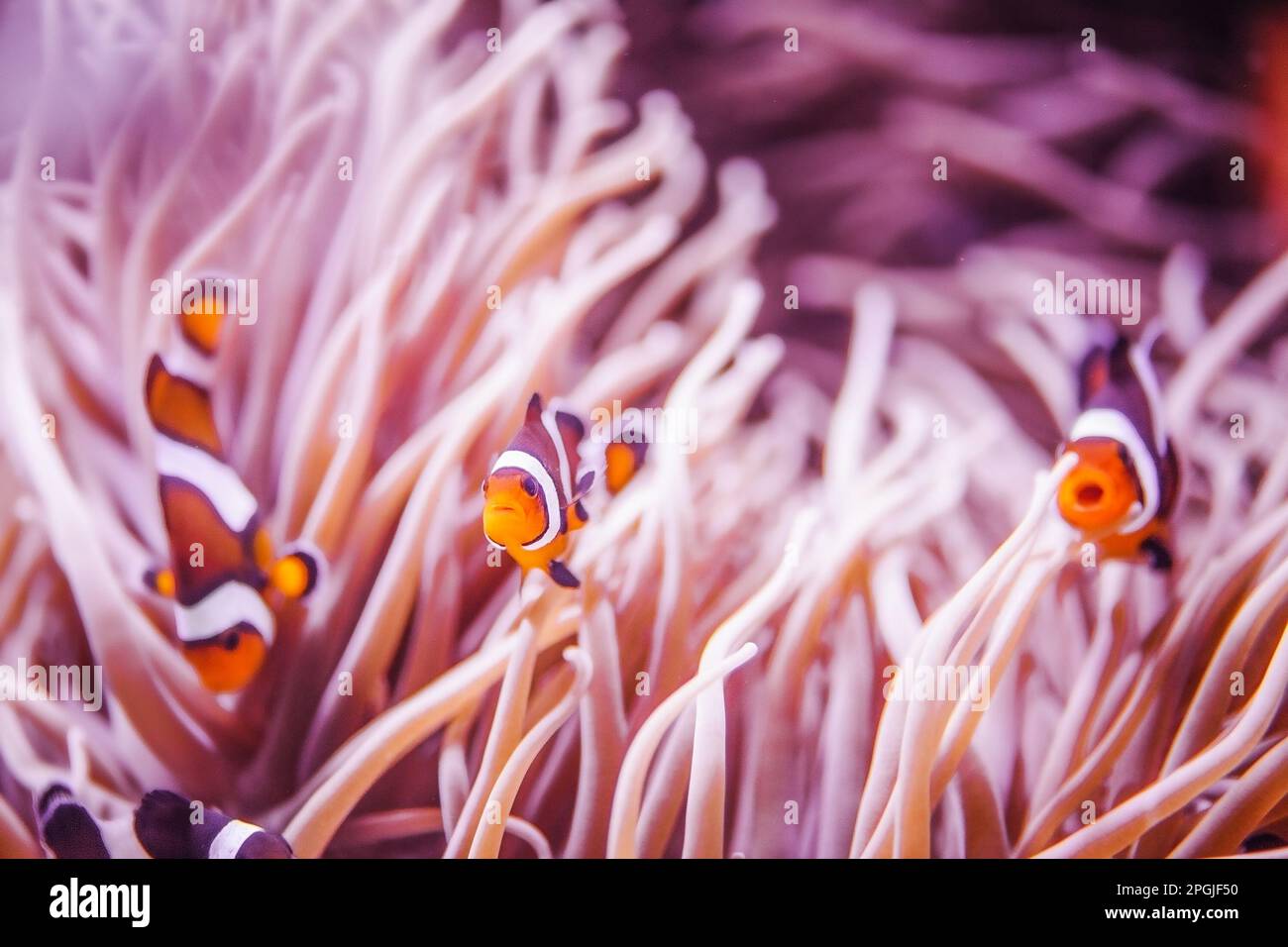 Anemonefish amphiprion percula hi-res stock photography and images - Alamy