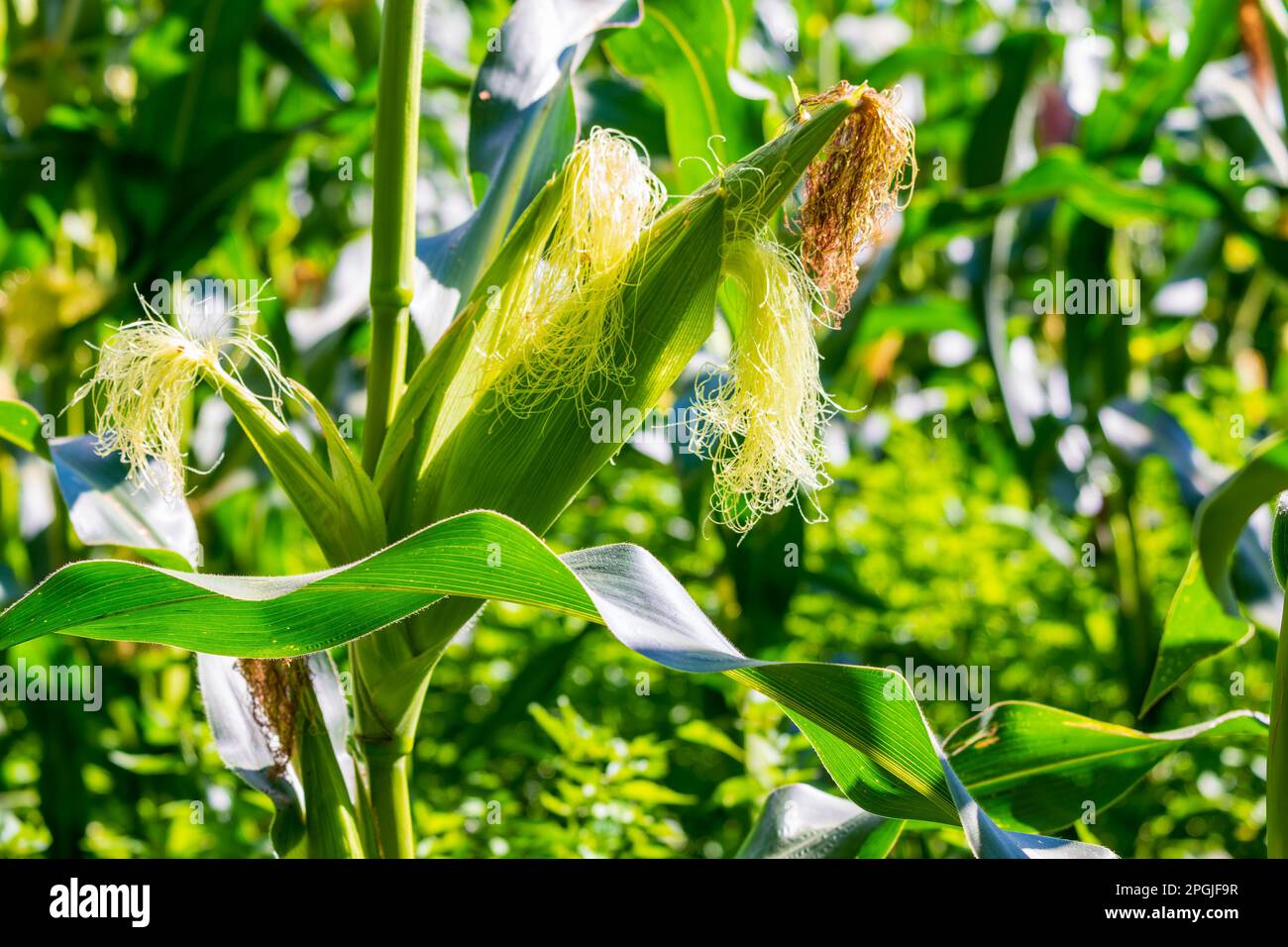 Agriculture farming vegetable cornfield hi-res stock photography and ...