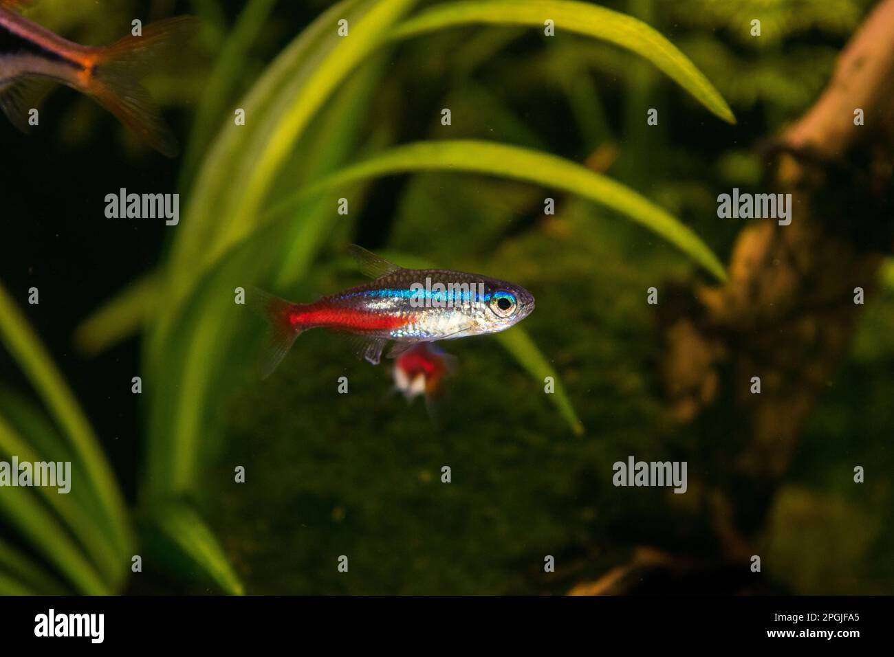 Neon innesa aquarium fish on a background of green plants Stock Photo ...