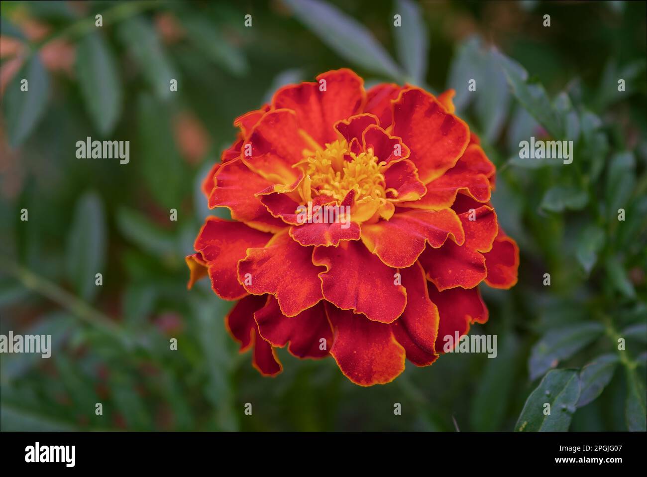 Beautiful Marigold flower Tagetes erecta, Mexican, Aztec or African ...