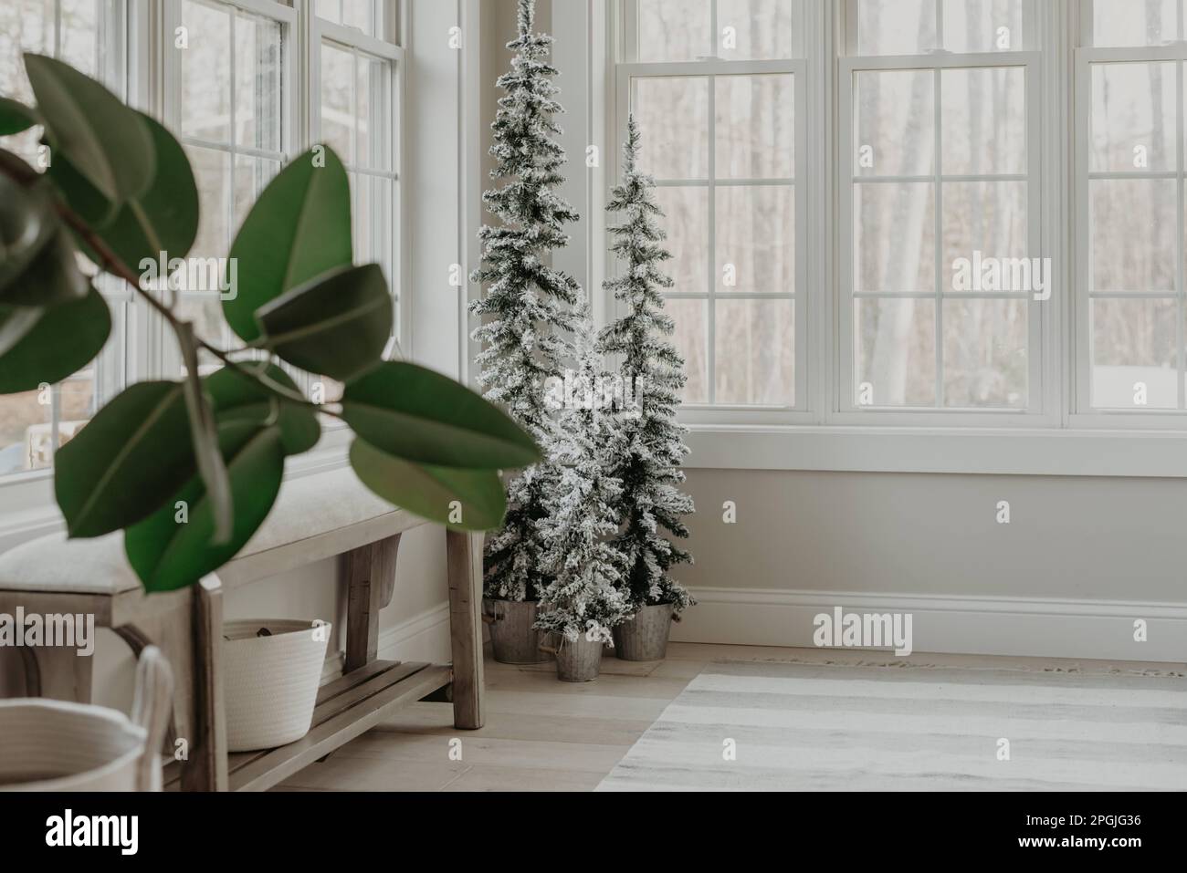 A minimalistic interior design with decorative pine trees in the corner ...