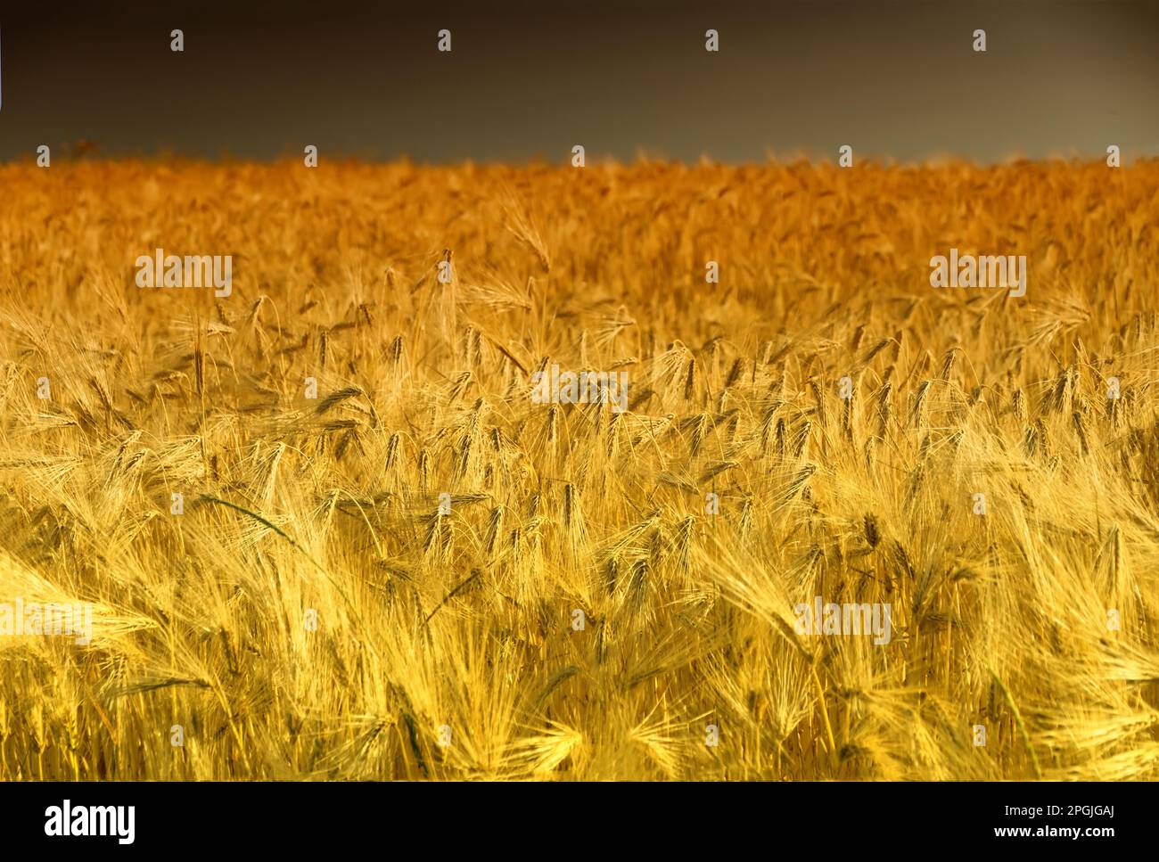 Cornfield wallpaper hi-res stock photography and images - Alamy