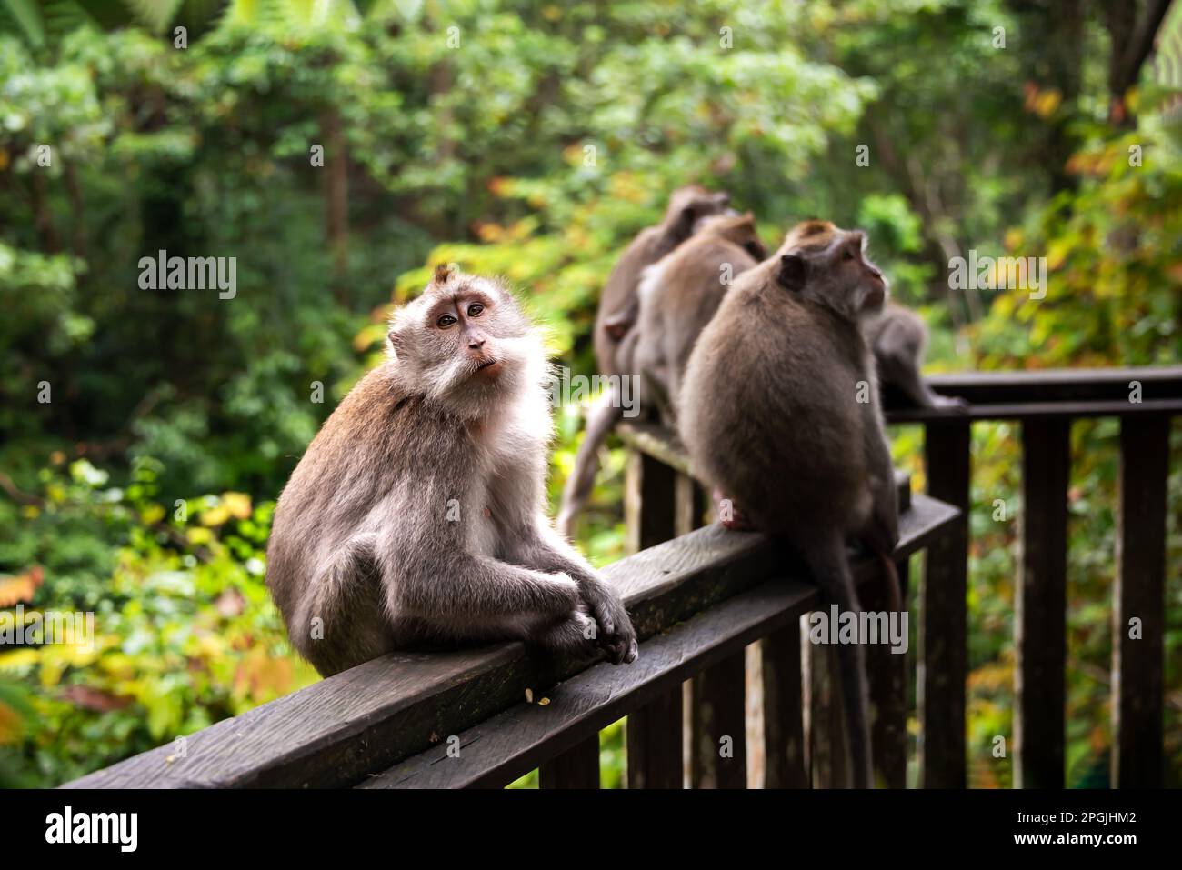 Group of wild monkeys in tropical rainforest in Asia Stock Photo - Alamy