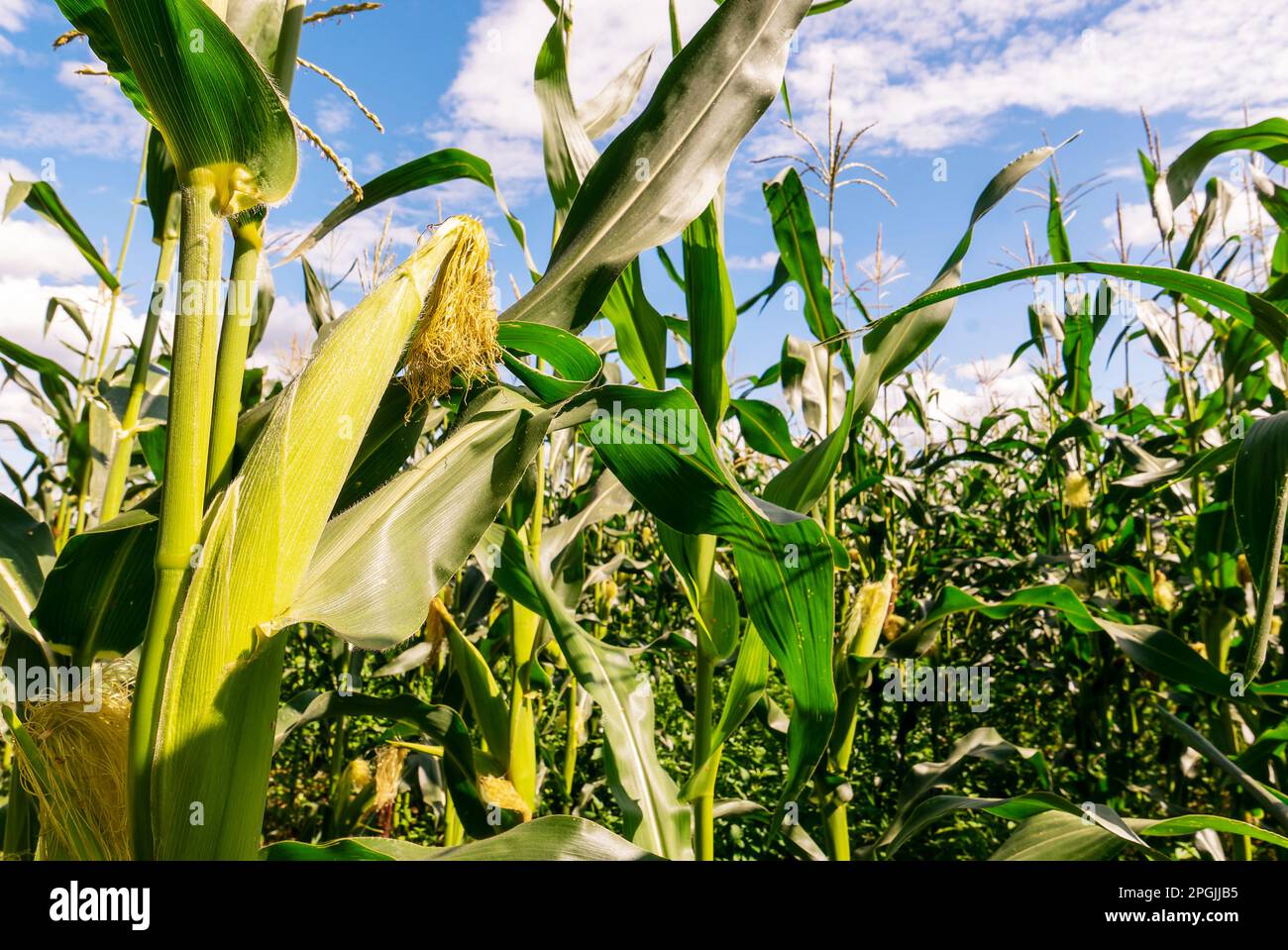 Inside a cornfield. Corn cob in close-up. Sky, clouds day Stock Photo ...