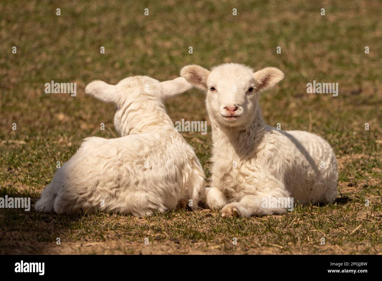 Lambs in pasture on Spring morning on farm in Lancaster County ...
