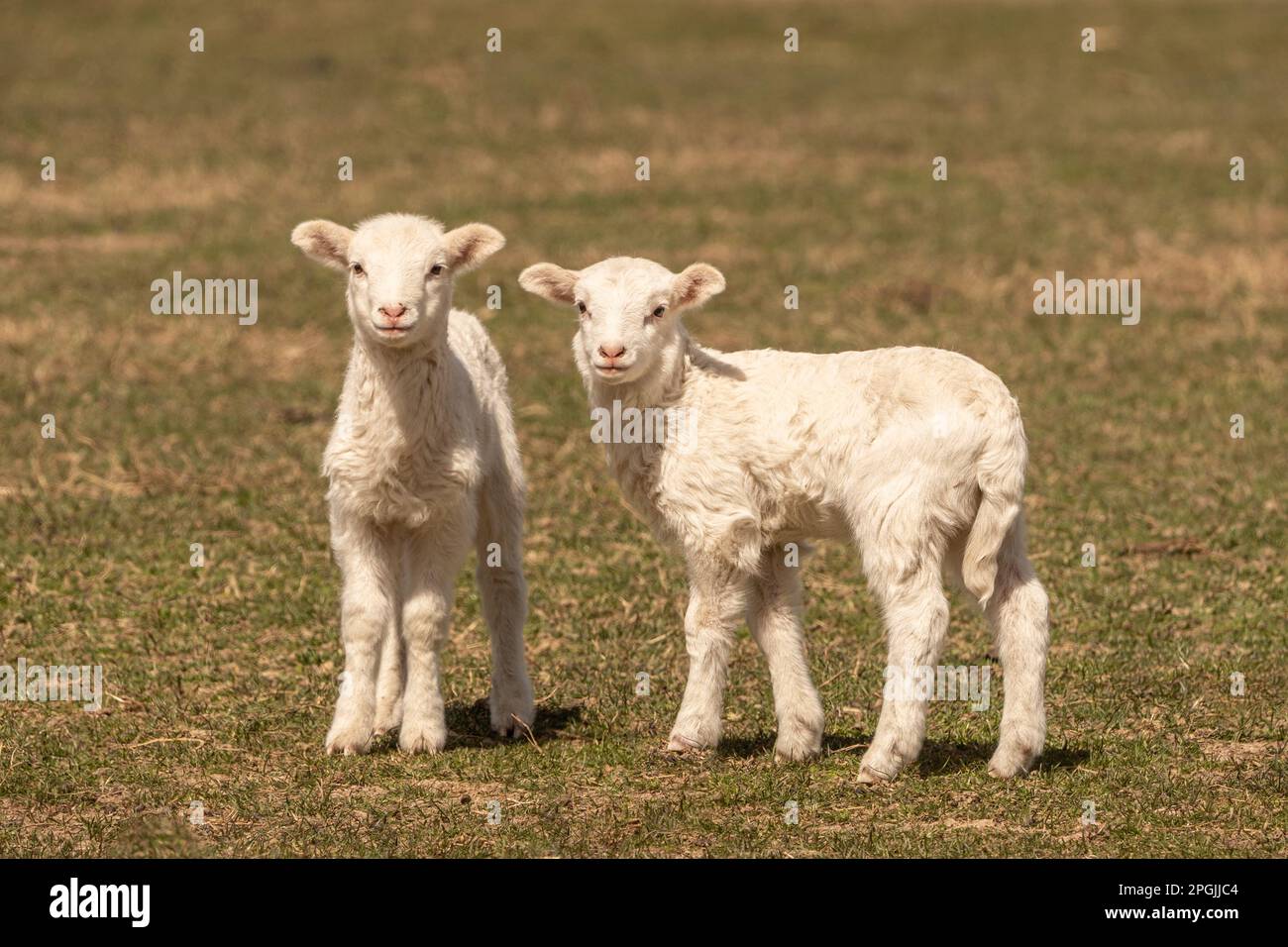 Two lambs in a pasture hi-res stock photography and images - Alamy