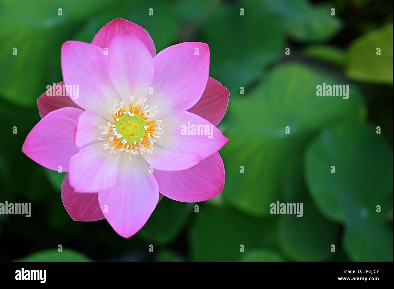 Cultural significance symbol of purity hi-res stock photography and ...