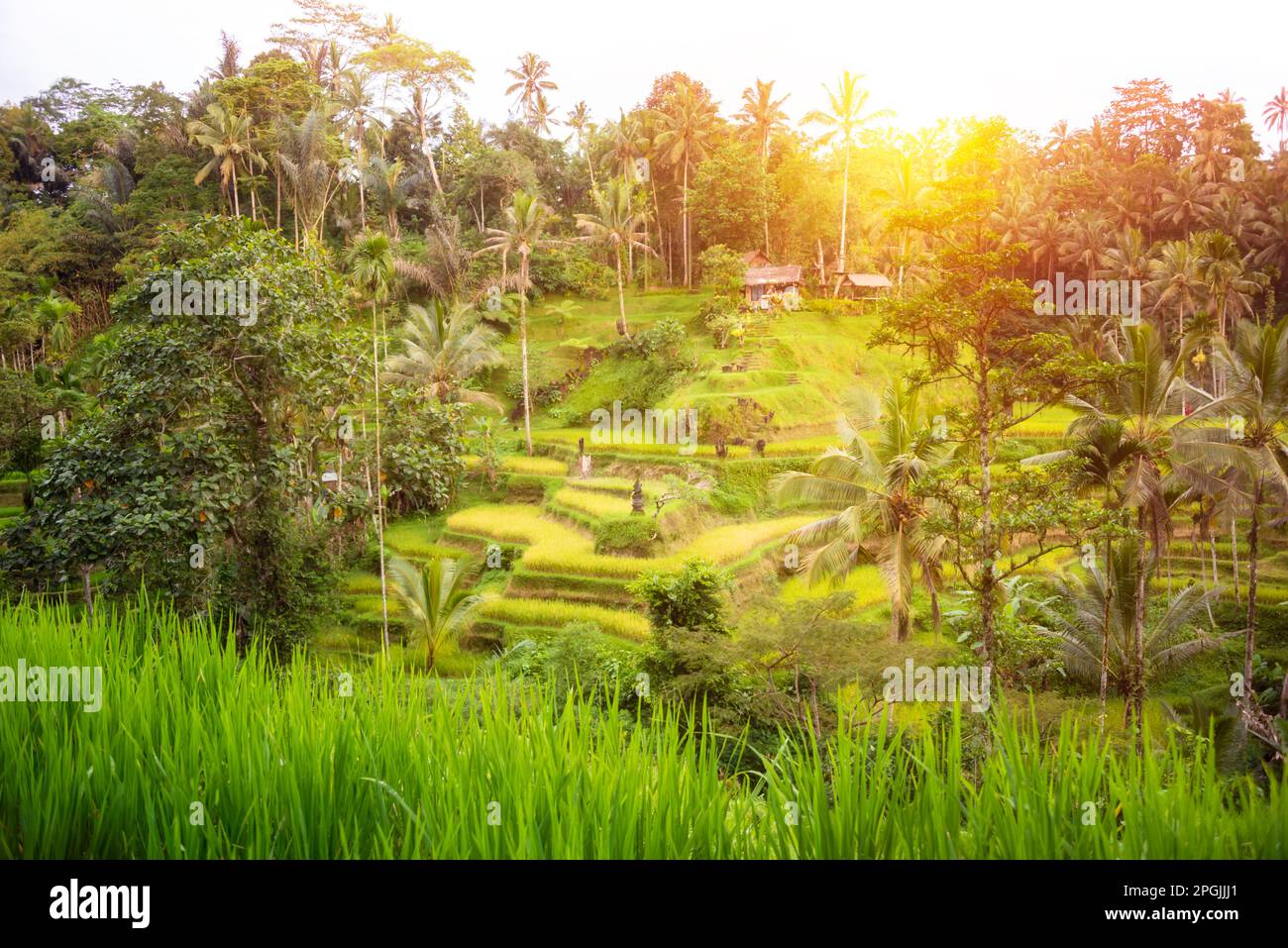 Lush rice fields on Bali island, Indonesia Stock Photo - Alamy