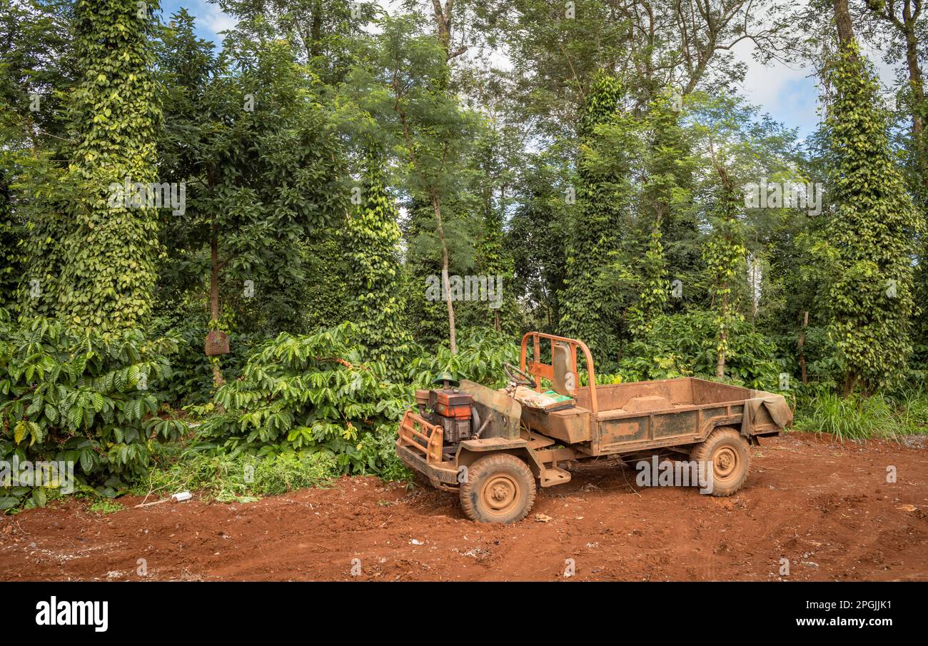 A beaten up home made truck sits parked next to pepper and coffee trees ...