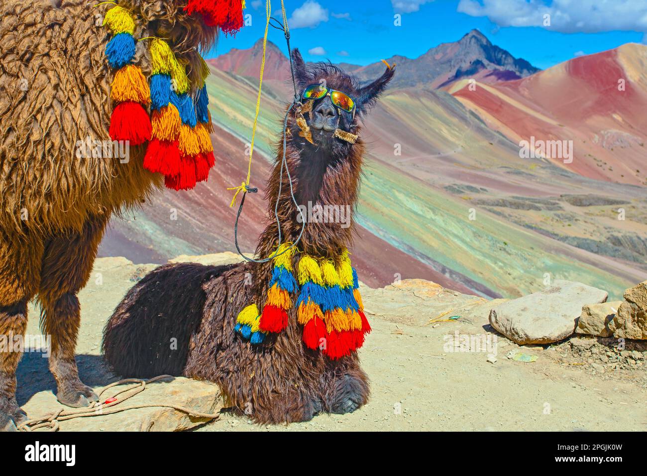 Funny Alpaca, Lama pacos, near the Vinicunca mountain, famous ...