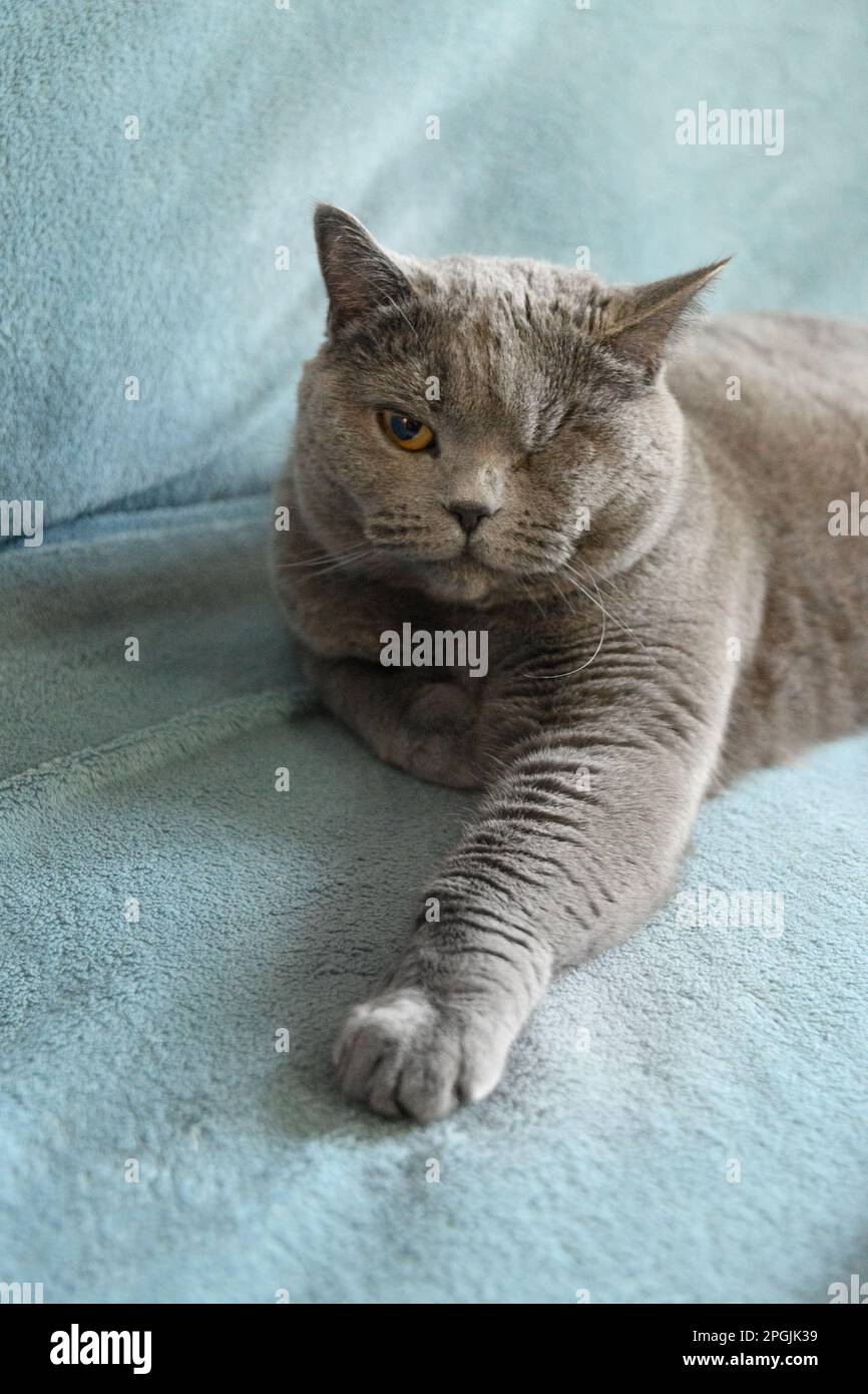 Close up portrait cat disability hi-res stock photography and images ...