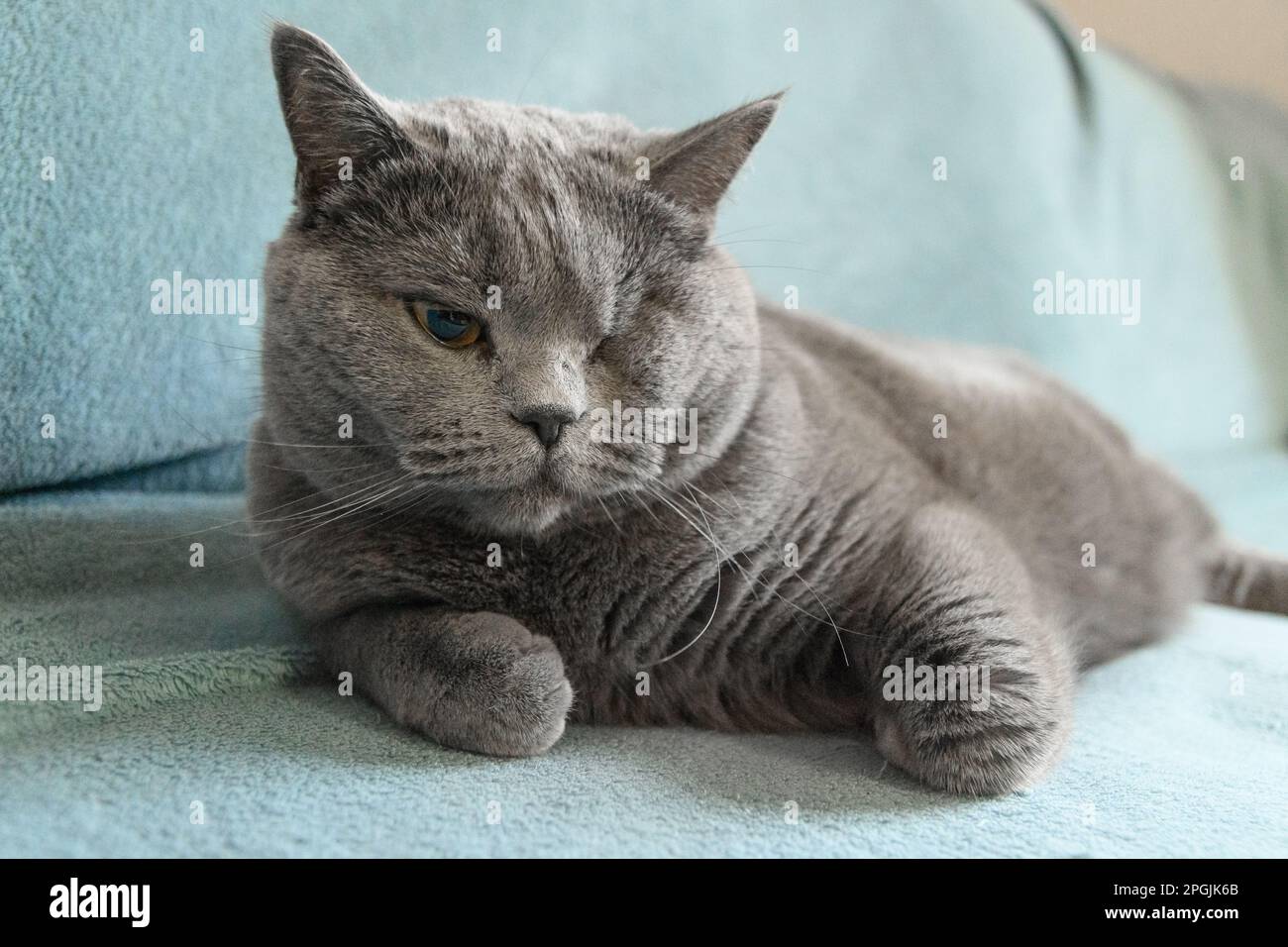 Handicapped cat hi-res stock photography and images - Alamy