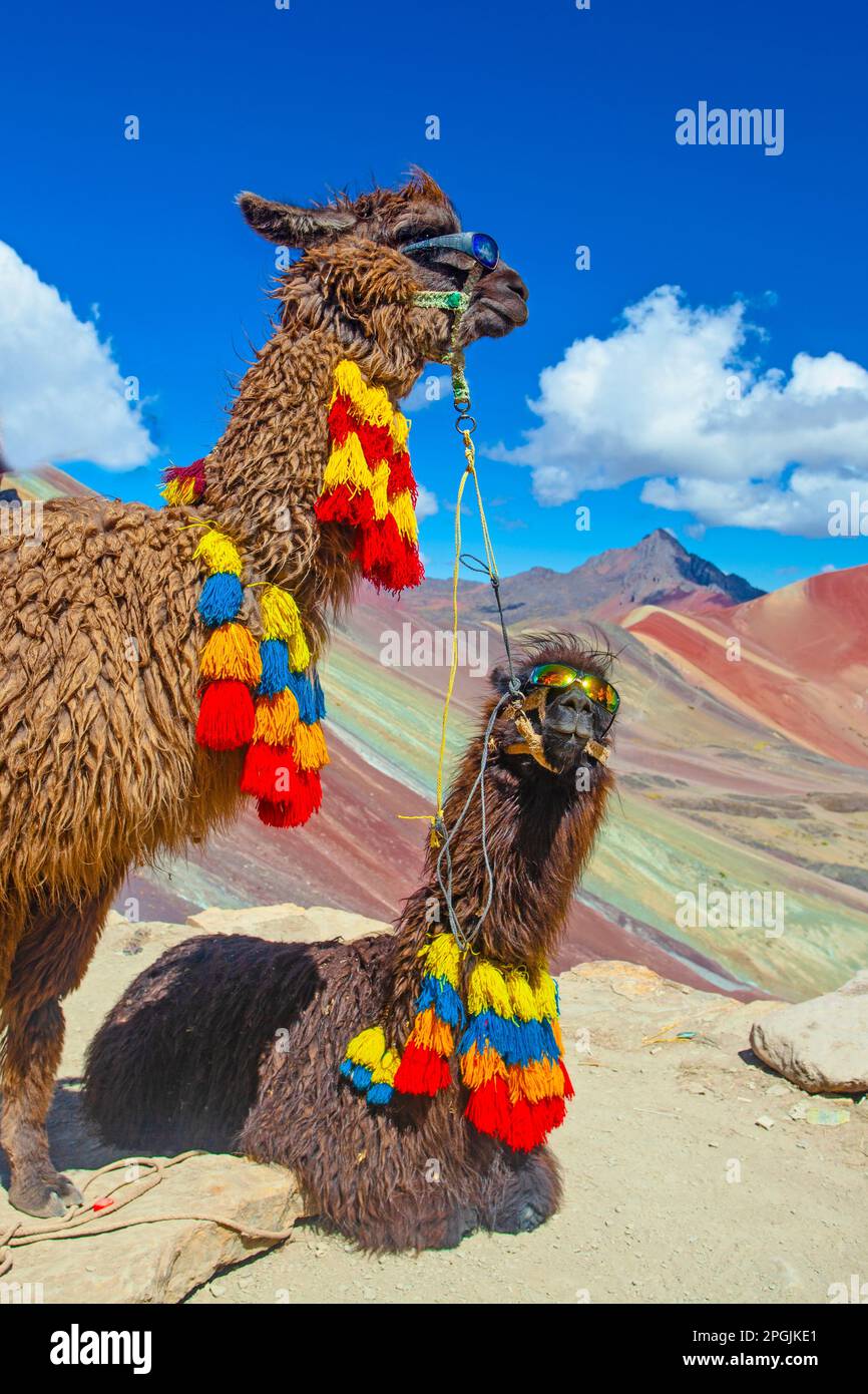 Funny Alpaca, Lama pacos, near the Vinicunca mountain, famous ...