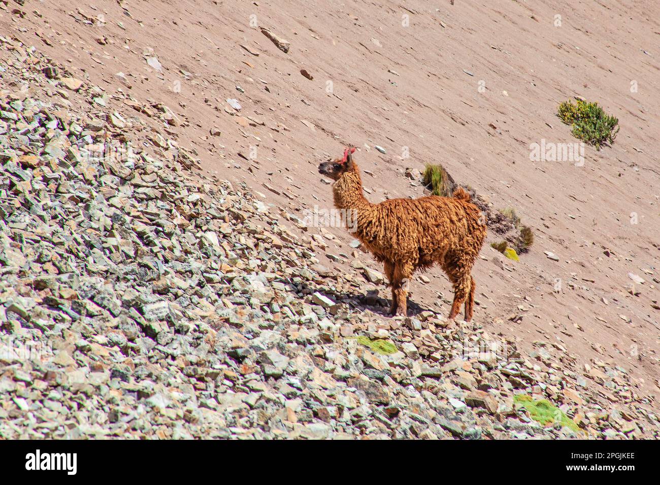 Funny Alpaca, Lama pacos, near the Vinicunca mountain, famous ...