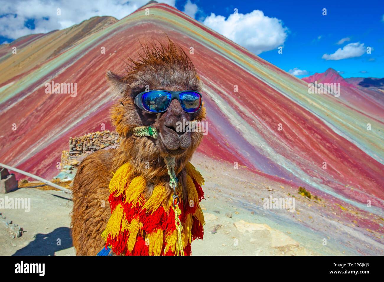 Funny Alpaca, Lama pacos, near the Vinicunca mountain, famous ...