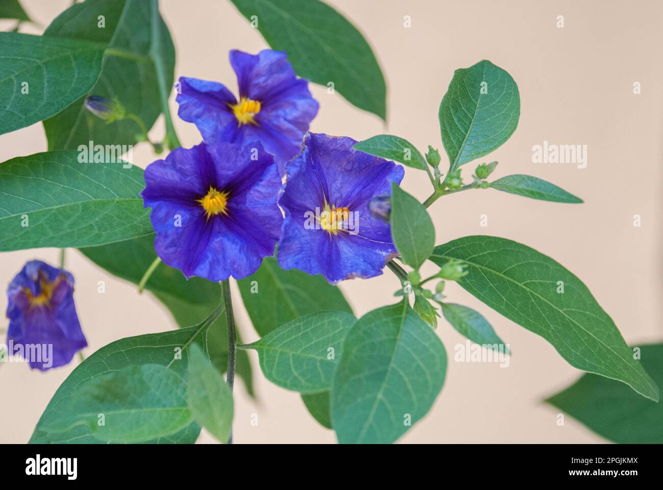 Attractive blue flower greece hi-res stock photography and images - Alamy