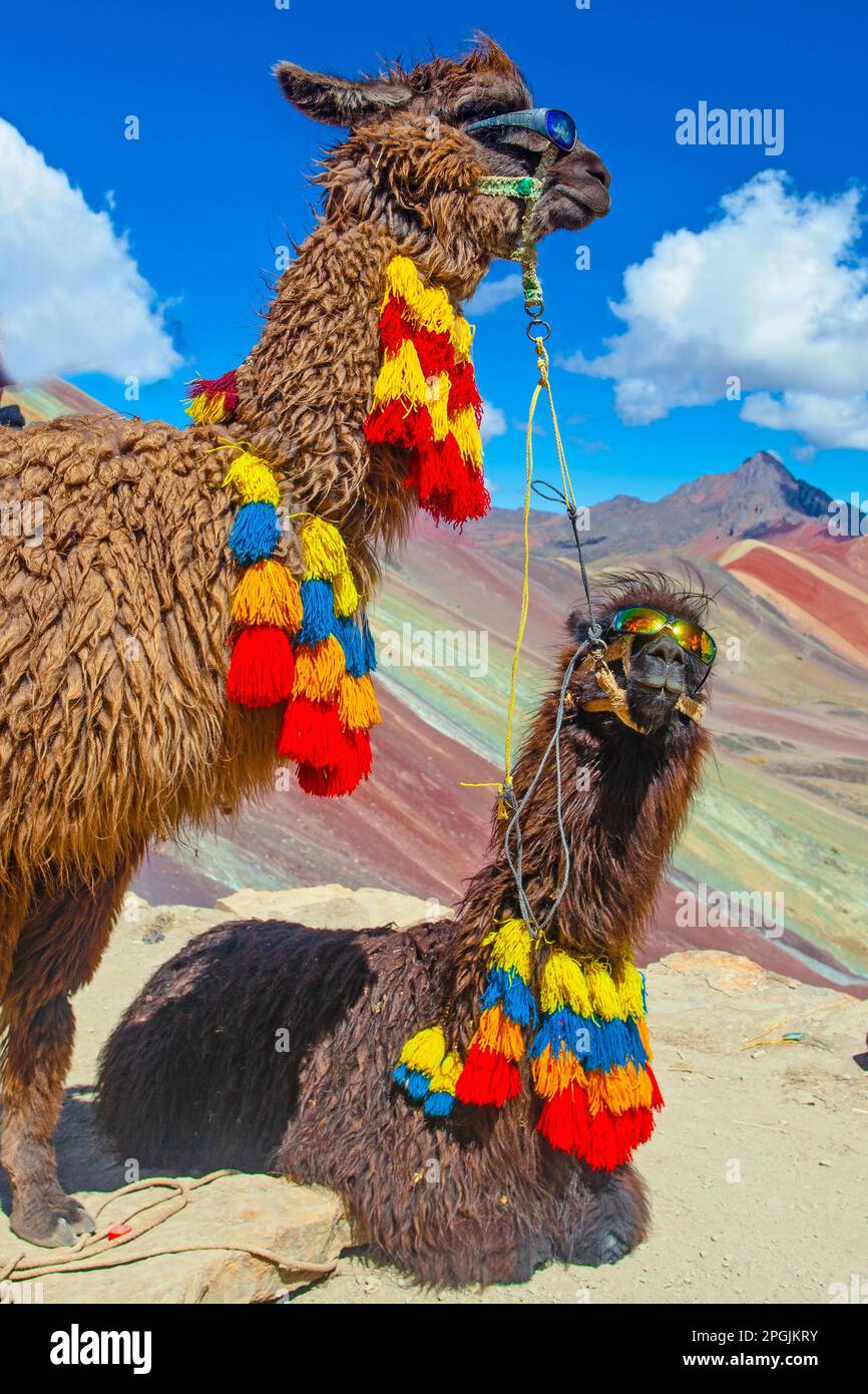 Funny Alpaca, Lama pacos, near the Vinicunca mountain, famous ...