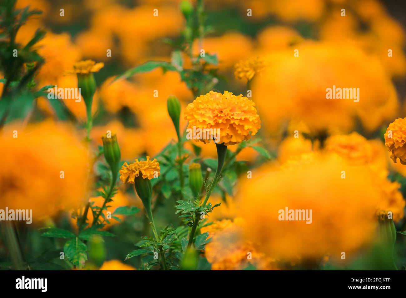 American marigold, beautiful in nature Is a popular flower planted to ...