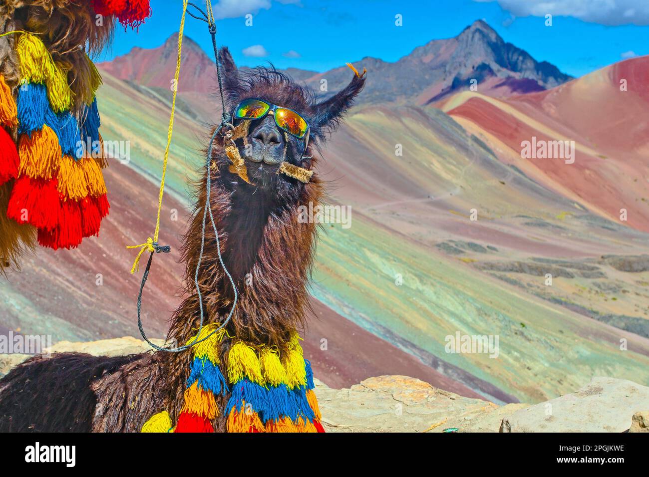 Funny Alpaca, Lama pacos, near the Vinicunca mountain, famous ...