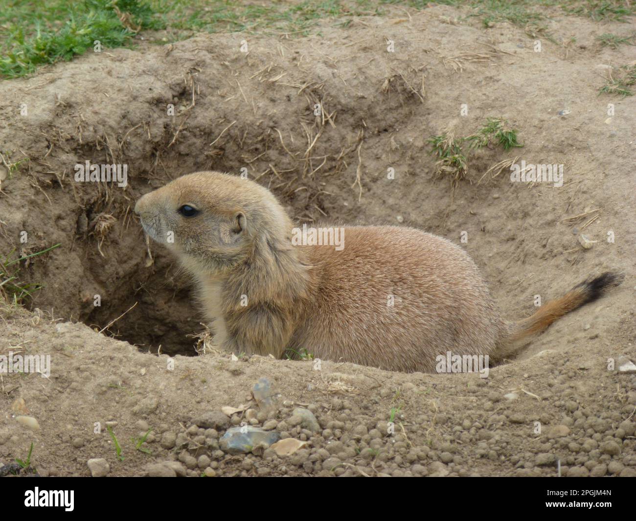 Prairie dog burrow underground hi-res stock photography and images - Alamy