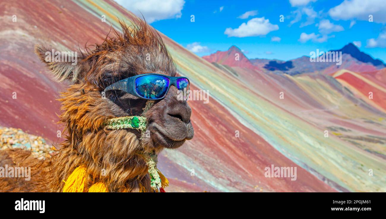 Colores de alpaca hi-res stock photography and images - Alamy