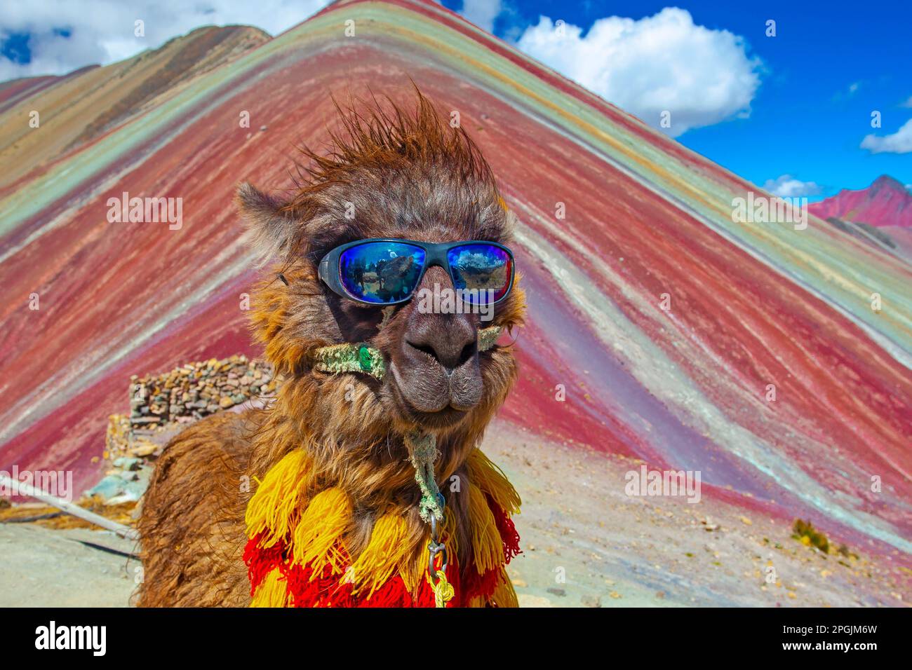 Funny Alpaca, Lama pacos, near the Vinicunca mountain, famous ...