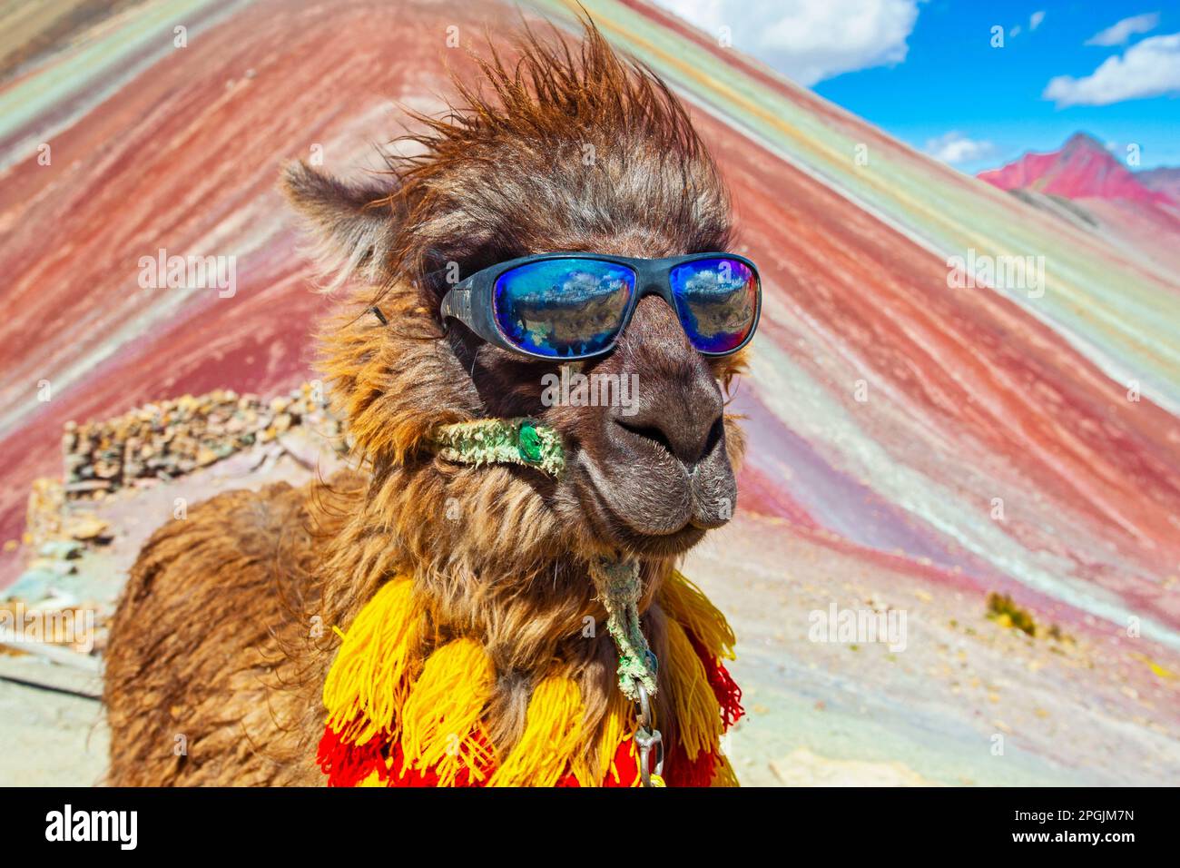 Funny Alpaca, Lama pacos, near the Vinicunca mountain, famous ...