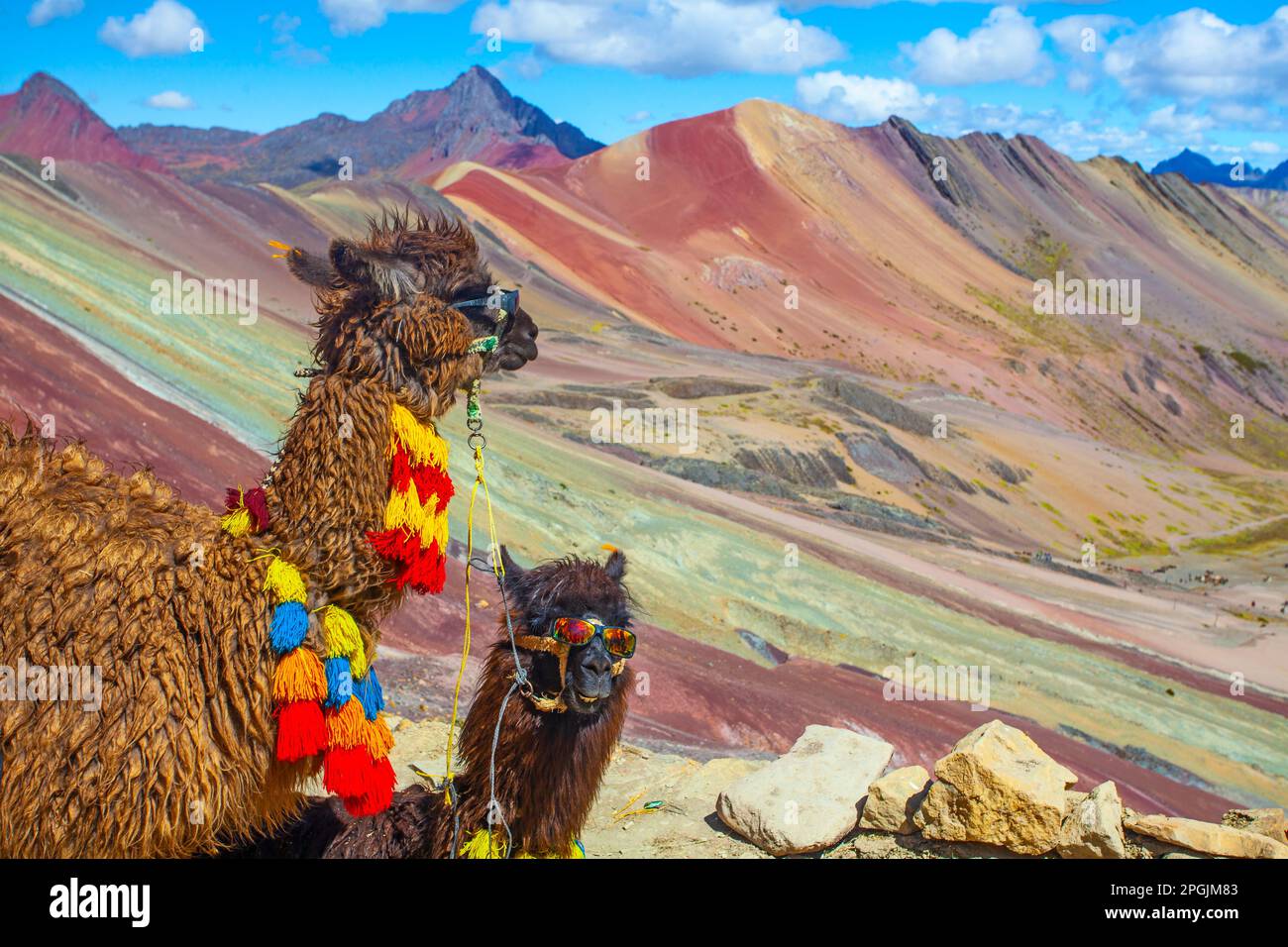 Funny Alpaca, Lama pacos, near the Vinicunca mountain, famous ...