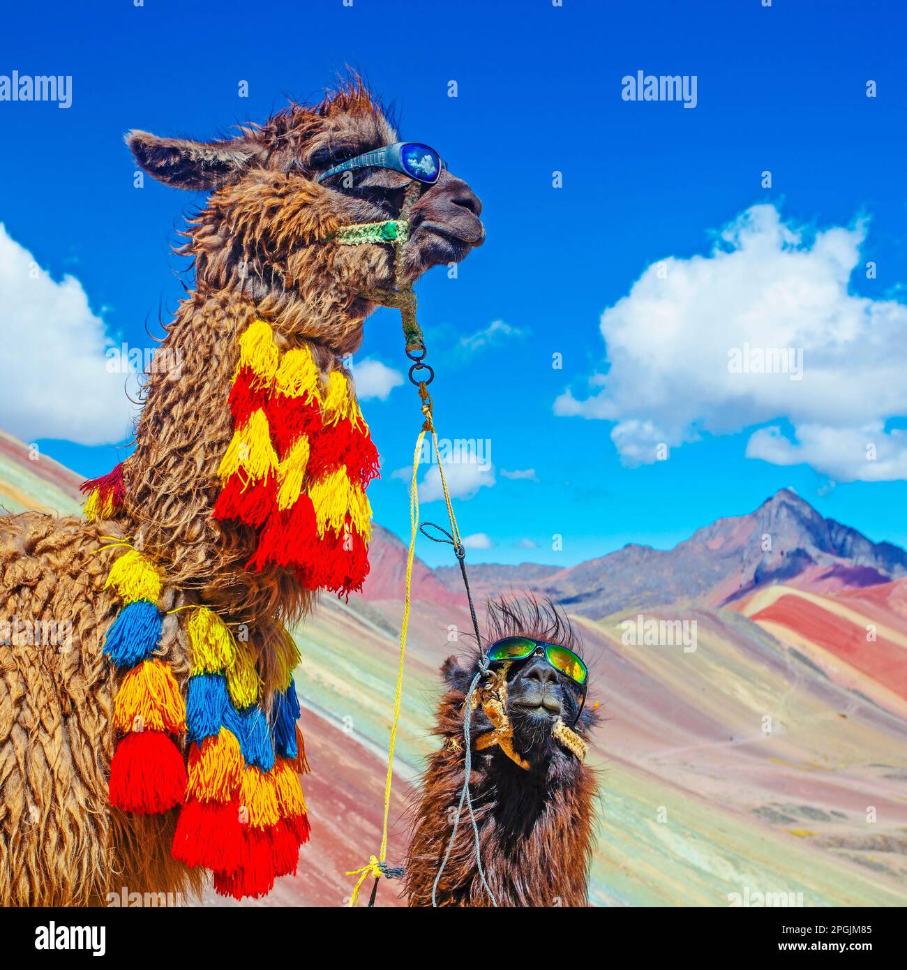 Colores de llama hi-res stock photography and images - Alamy
