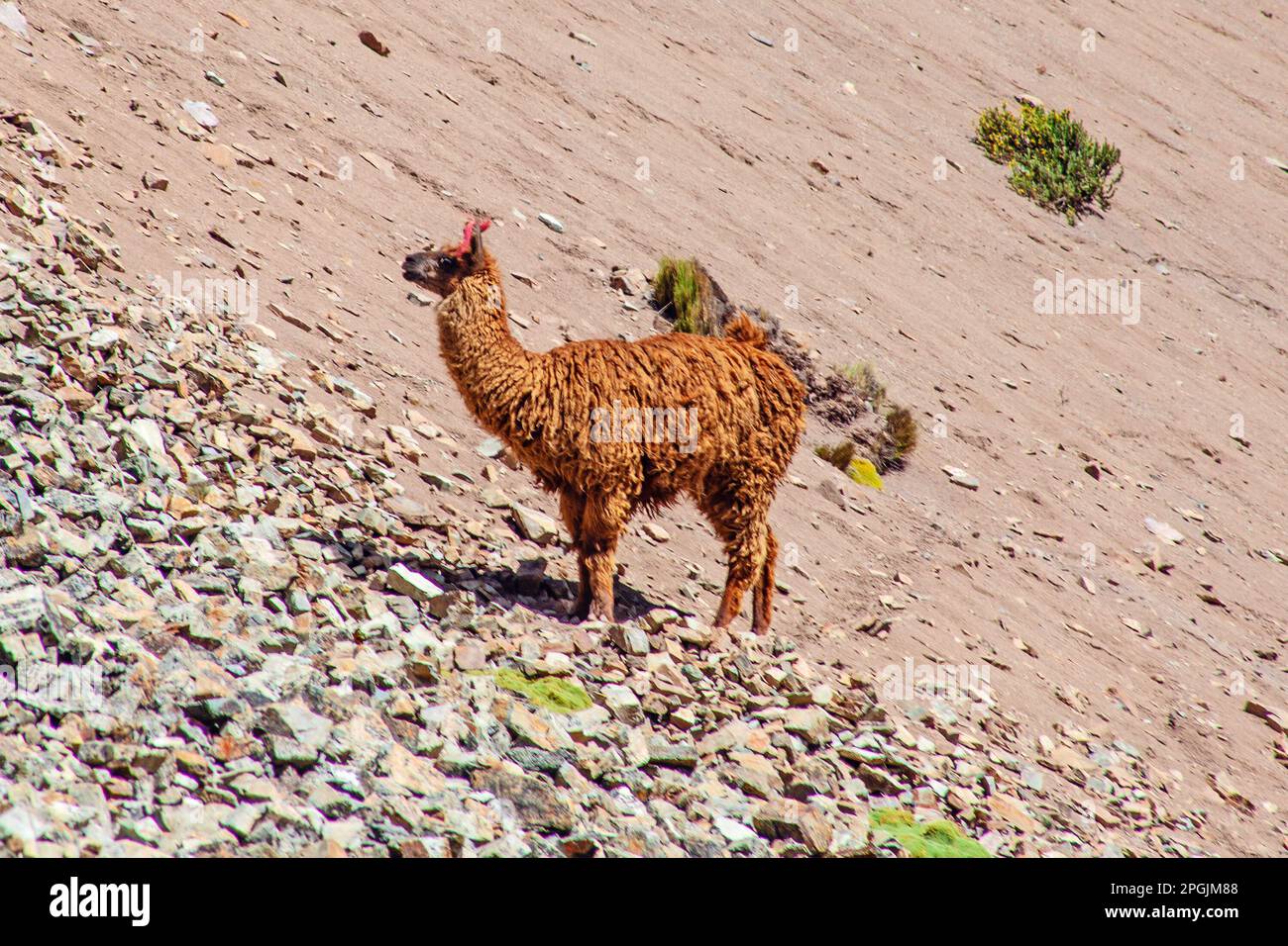 Funny Alpaca, Lama pacos, near the Vinicunca mountain, famous ...