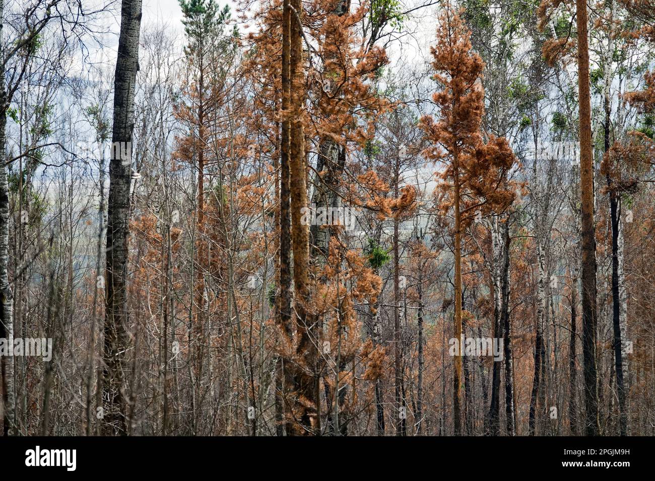 Fire-damaged forest, boreal forests. Burnt boreal forests. Wildfire low ...
