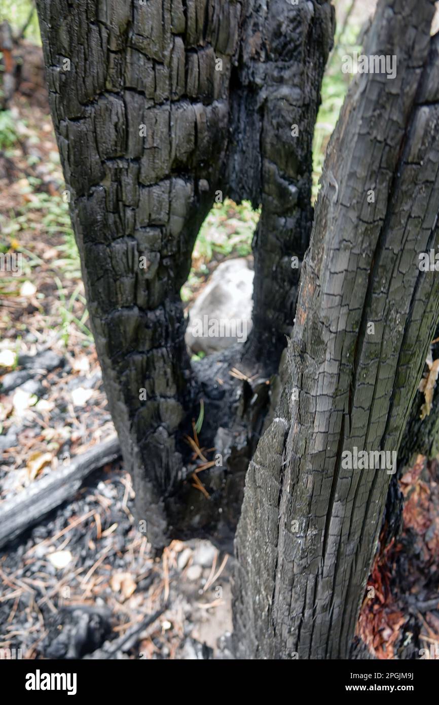 Fire-damaged forest boreal forests. Burnt boreal forests. Wildfire low ...