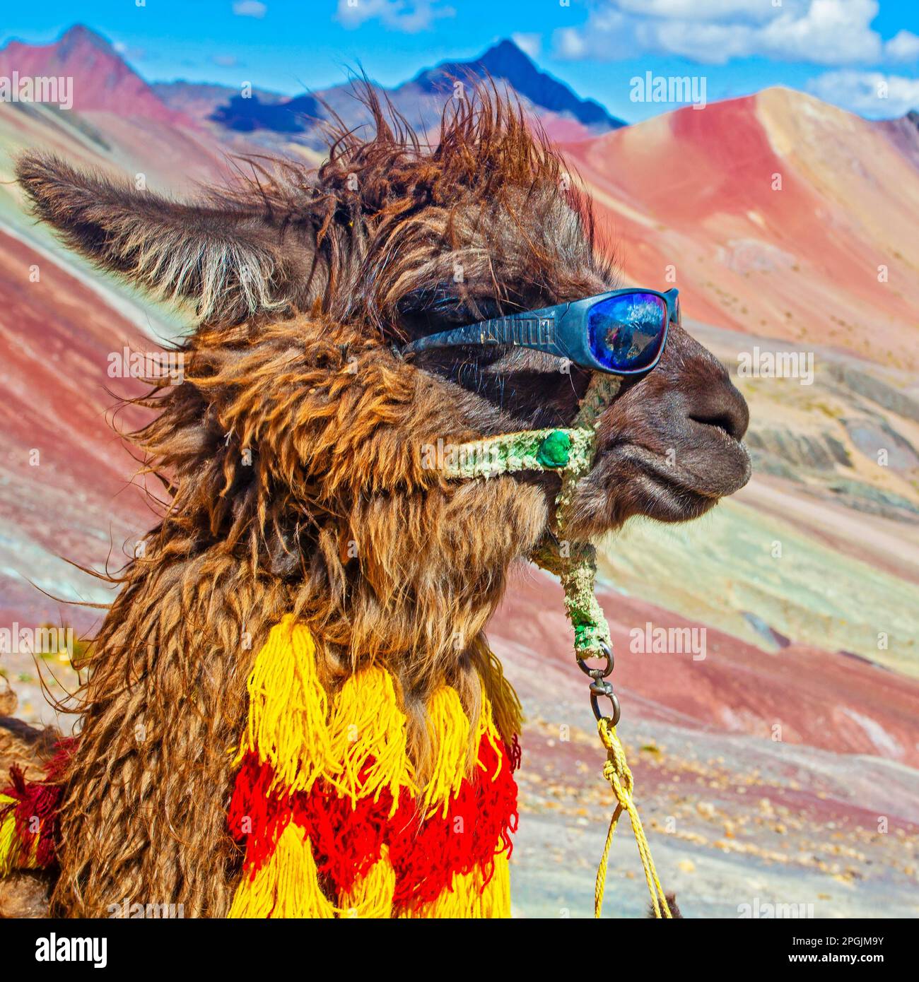 Funny Alpaca, Lama pacos, near the Vinicunca mountain, famous ...
