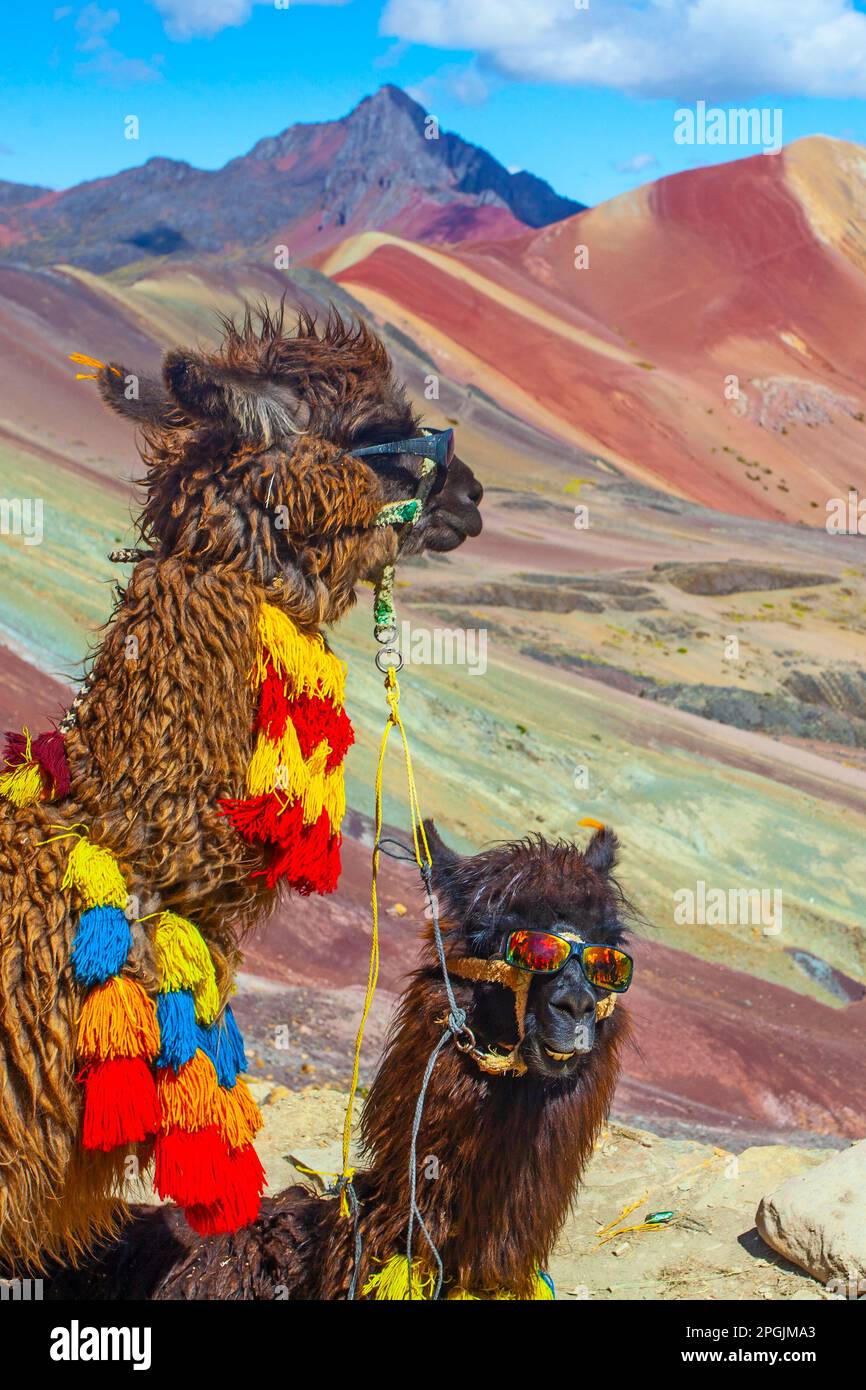 Funny Alpaca, Lama pacos, near the Vinicunca mountain, famous ...