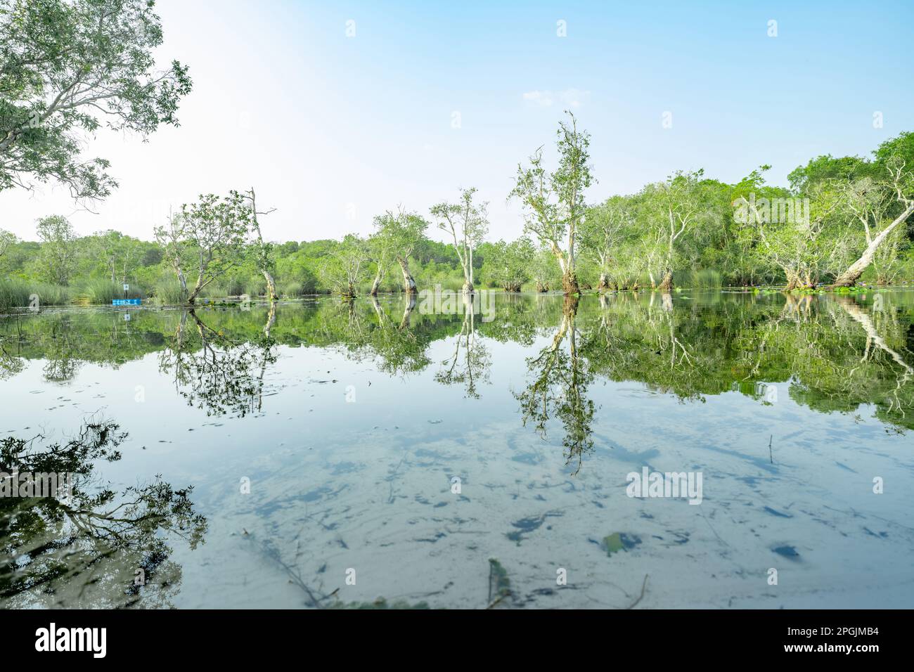 White samet or cajuput trees in wetlands forest with reflections in ...
